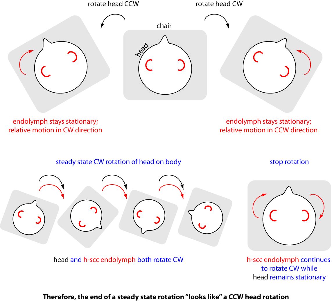 COWS – my favorite mneumonic – The brain is sooooo cool!